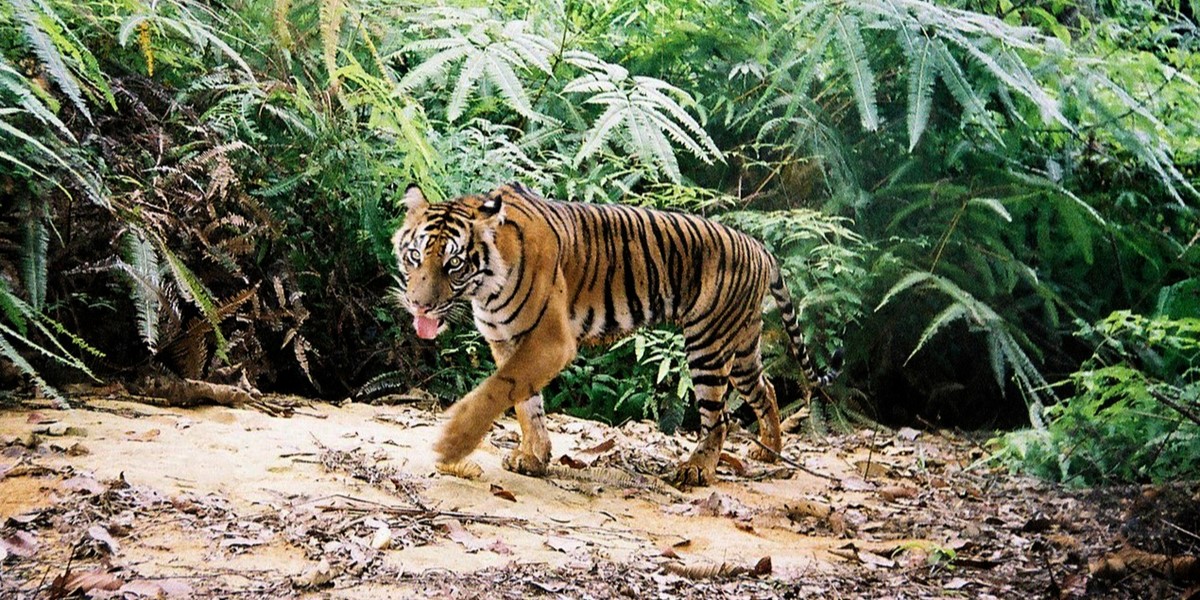 FOREST CLEARING BY PAPER GIANT APP/SINAR MAS: LINKED TO 12 YEARS OF ...