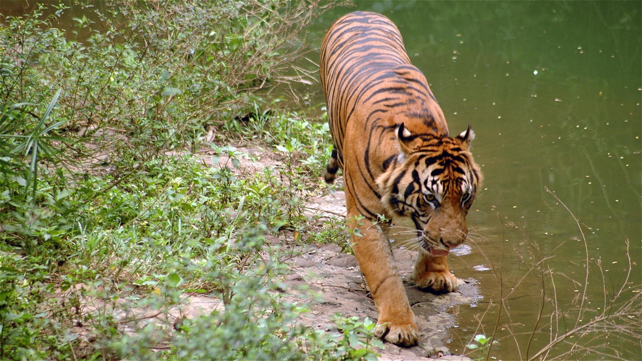 SUMATRAN TIGER, DON'T BE A LEGEND!