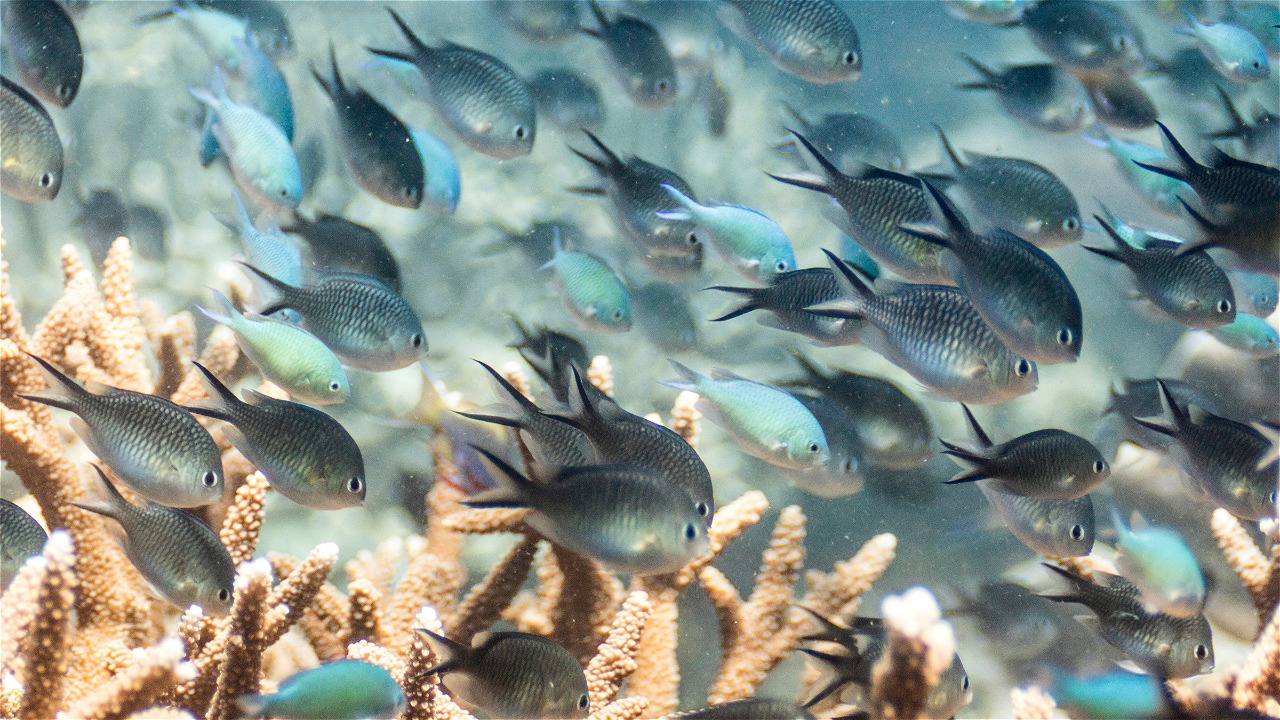 YUK GABUNG REEF HEALTH MONITORING KOON 2018 SEBAGAI PENDATA IKAN KARANG ...