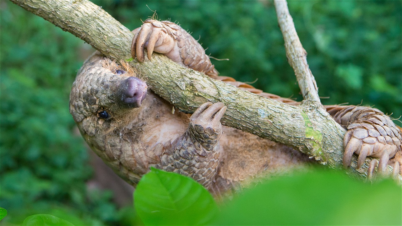 THE STRETCH OF MONEY LAUNDERING CASE OF PANGOLIN BUSINESS IN RIAU | wwf.id