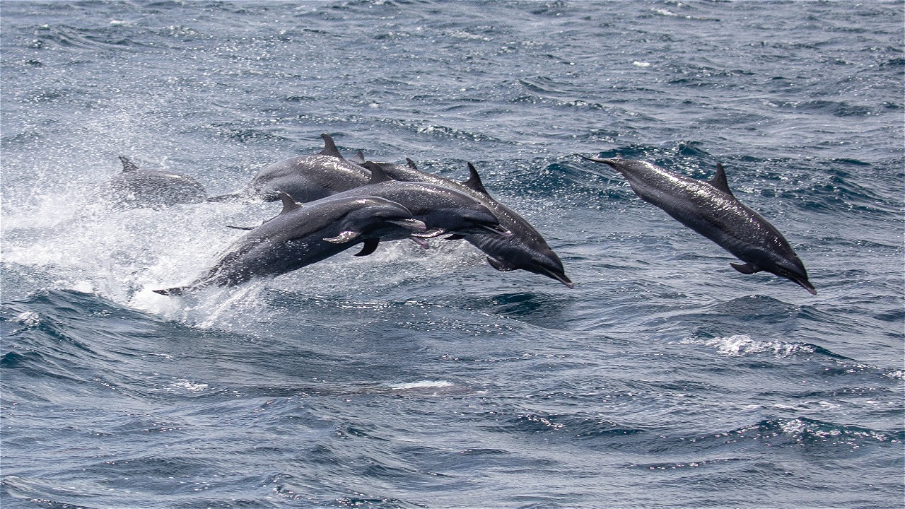 DOLPHINS, HUMAN-RESCUING MAMMALS