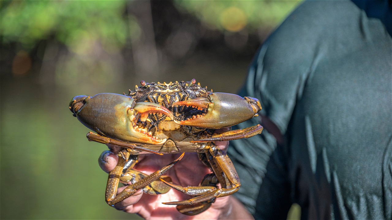 A MUD CRAB STORY FROM BINTUNI BAY, WEST PAPUA | wwf.id