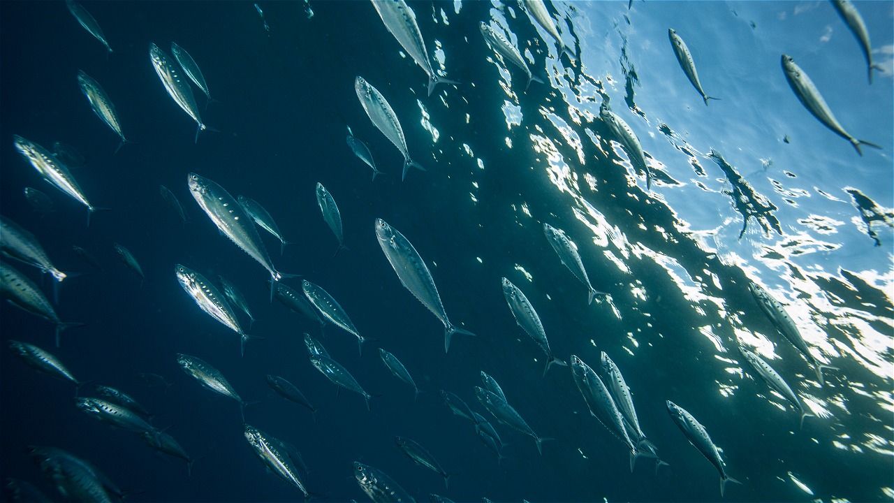 "FISH SMARTER NOT HARDER" WITH MARINE BUDDIES JAKARTA