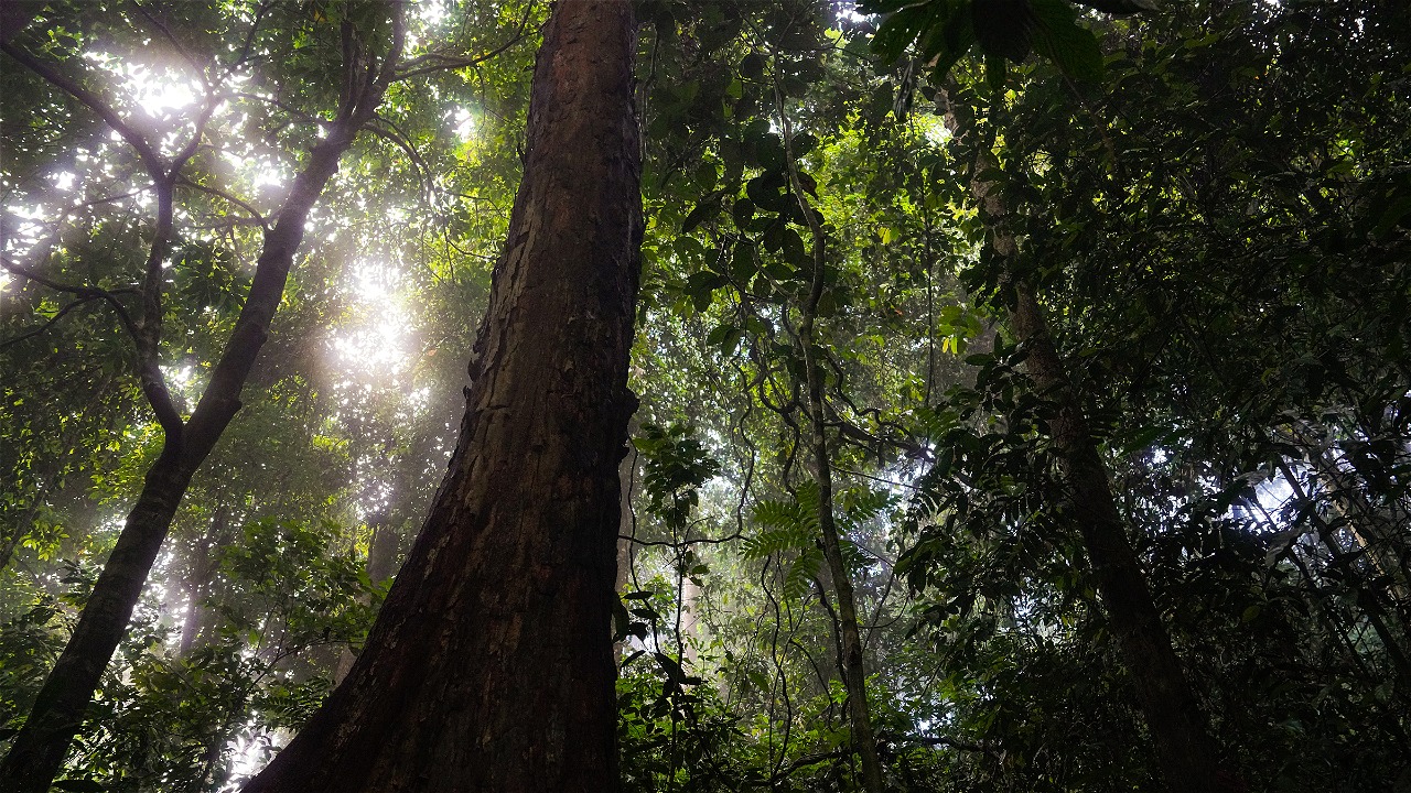 ESTABLISHMENT OF FOREST MANAGEMENT UNITS WITH IDENTIFICATION OF NATURAL ...