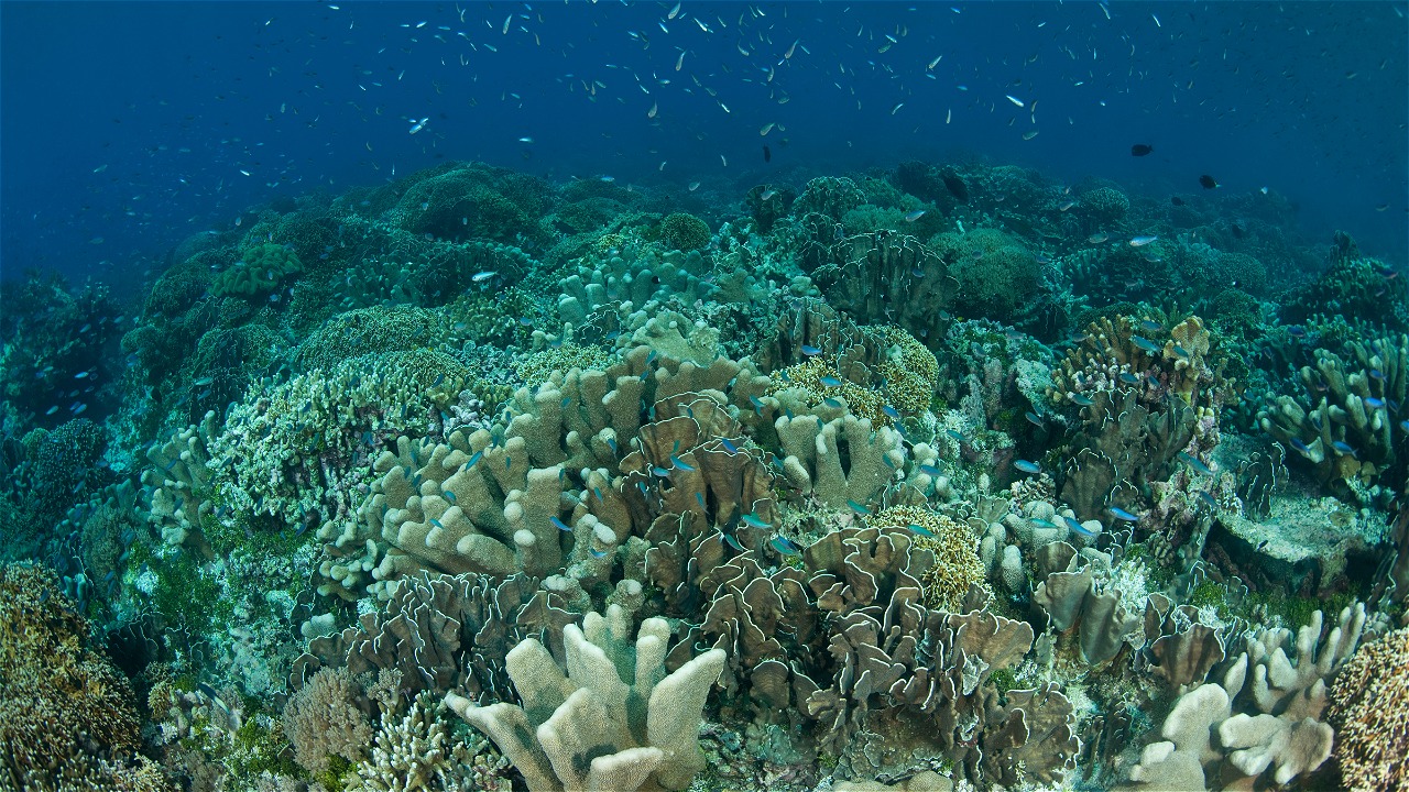 REEF FISHERIES BMP TRAINING ON SATANGNGA ISLAND