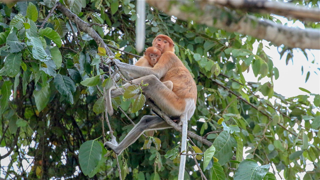 SAVING PROBOSCIS MONKEYS, SAVING HUMAN CIVILIZATION