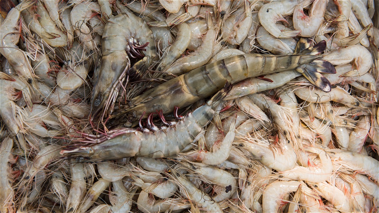 PELATIHAN BMP BUDI DAYA UDANG WINDU, TAK MENGENAL KETERBATASAN DAN USIA