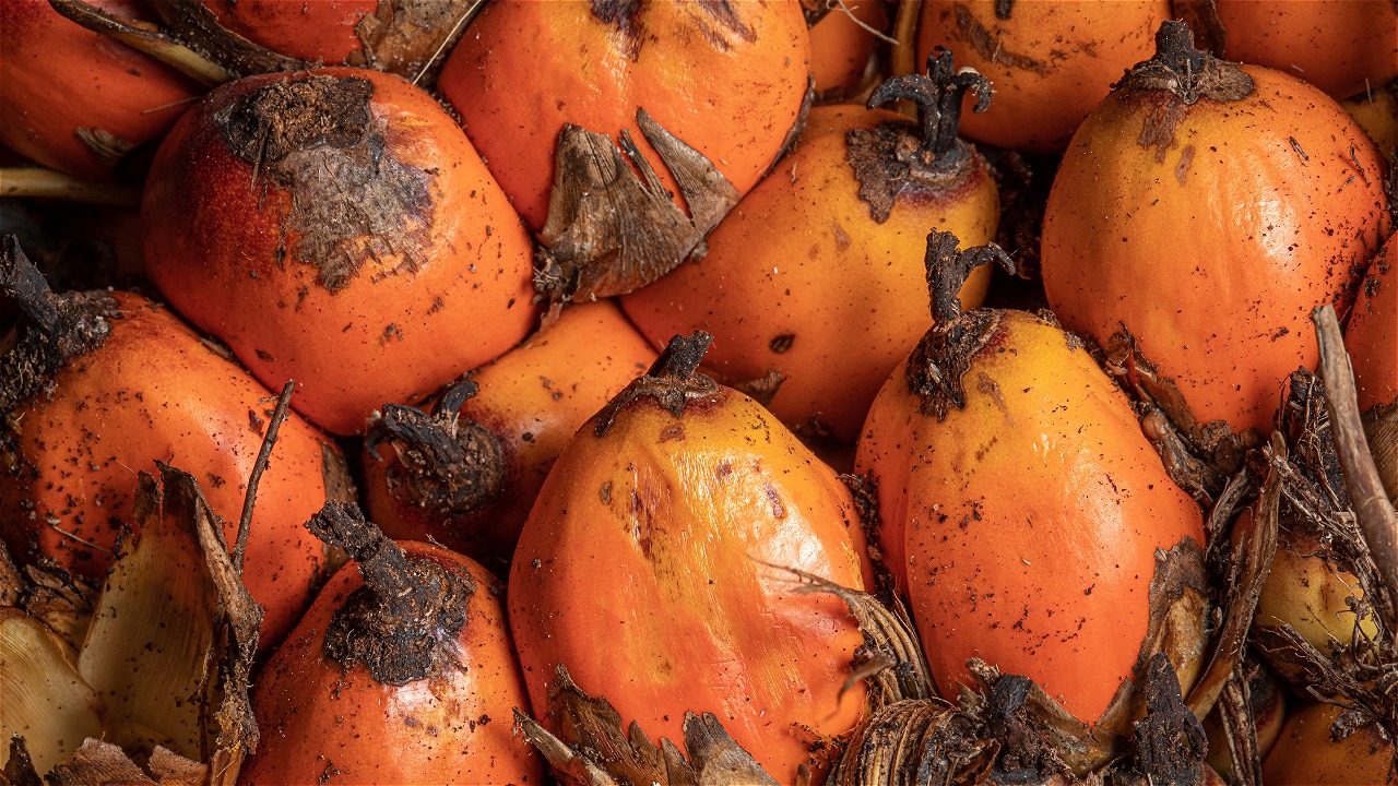 WWF SAMBUT KOMITMEN INDUSTRI KELAPA SAWIT INDONESIA DI KTT IKLIM PBB