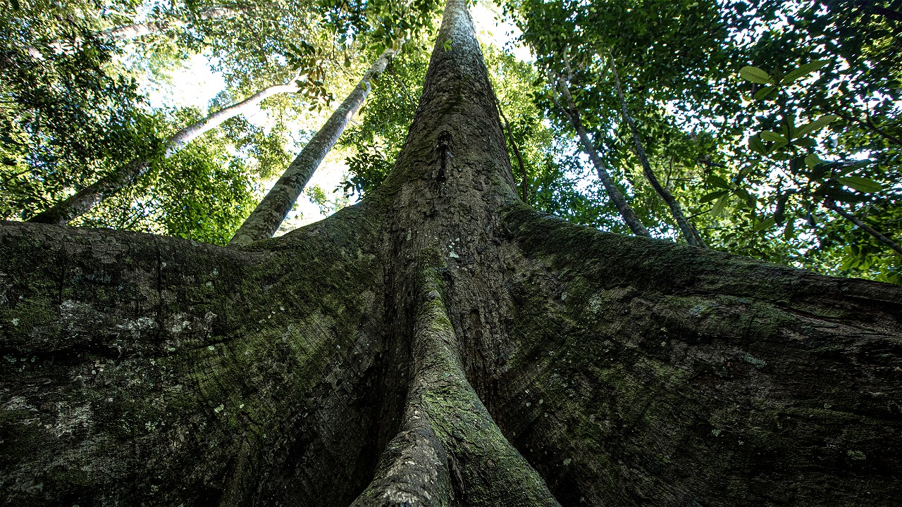COCA COLA TANAM 2000 POHON DI DAS CILIWUNG