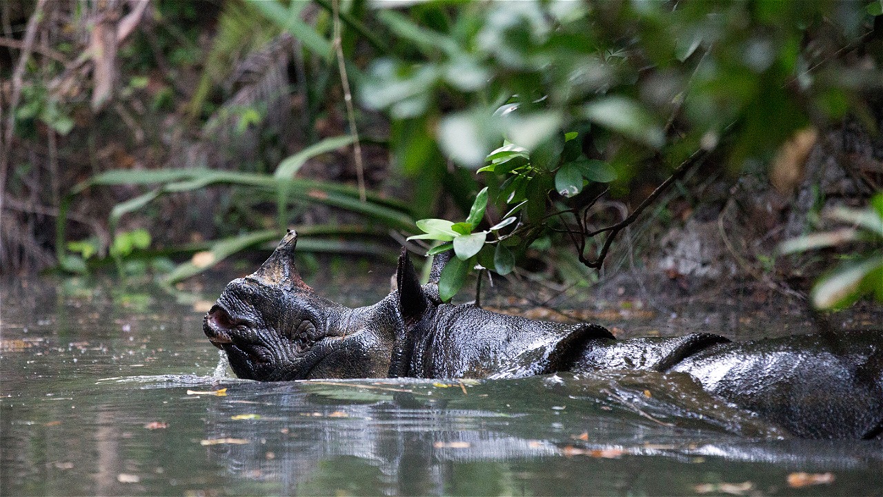 JUARA KONTES DESAIN POSTER RHINOCARE 2008