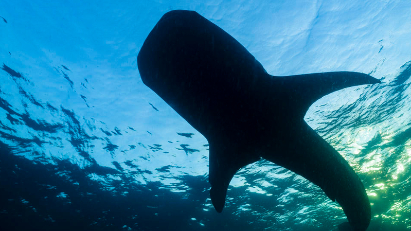 MENGENAL WISATA INTERAKSI HIU PAUS YANG BENAR