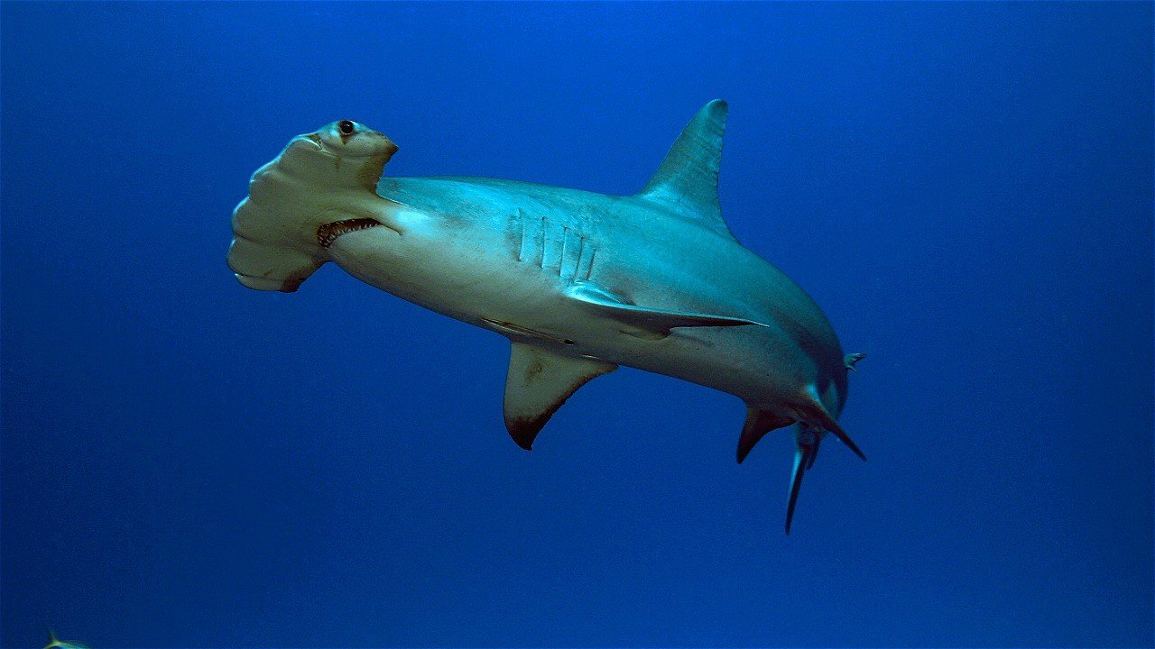 IN BINTUNI BAY, SHARKS BECOME CRAB BAIT | wwf.id