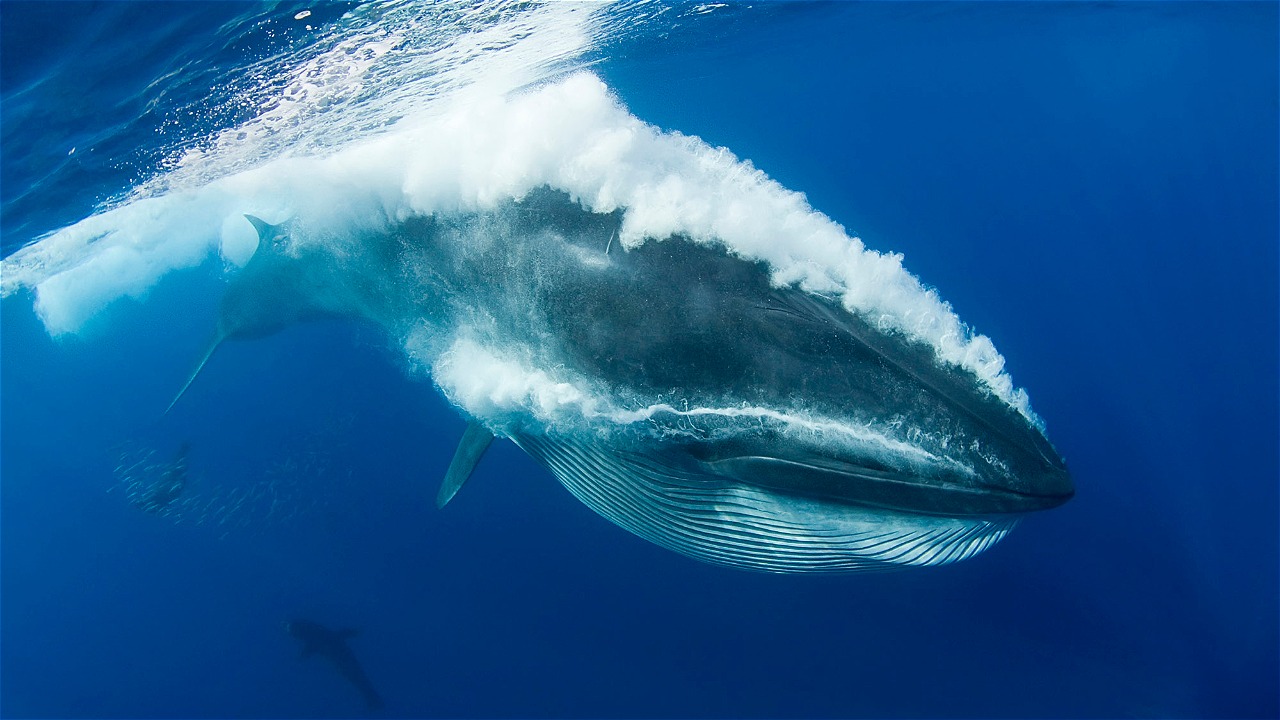 WHALE SHARKS AND BRYDE'S WHALES OBSERVED IN SMALL KEI WATERS, SOUTHEAST ...
