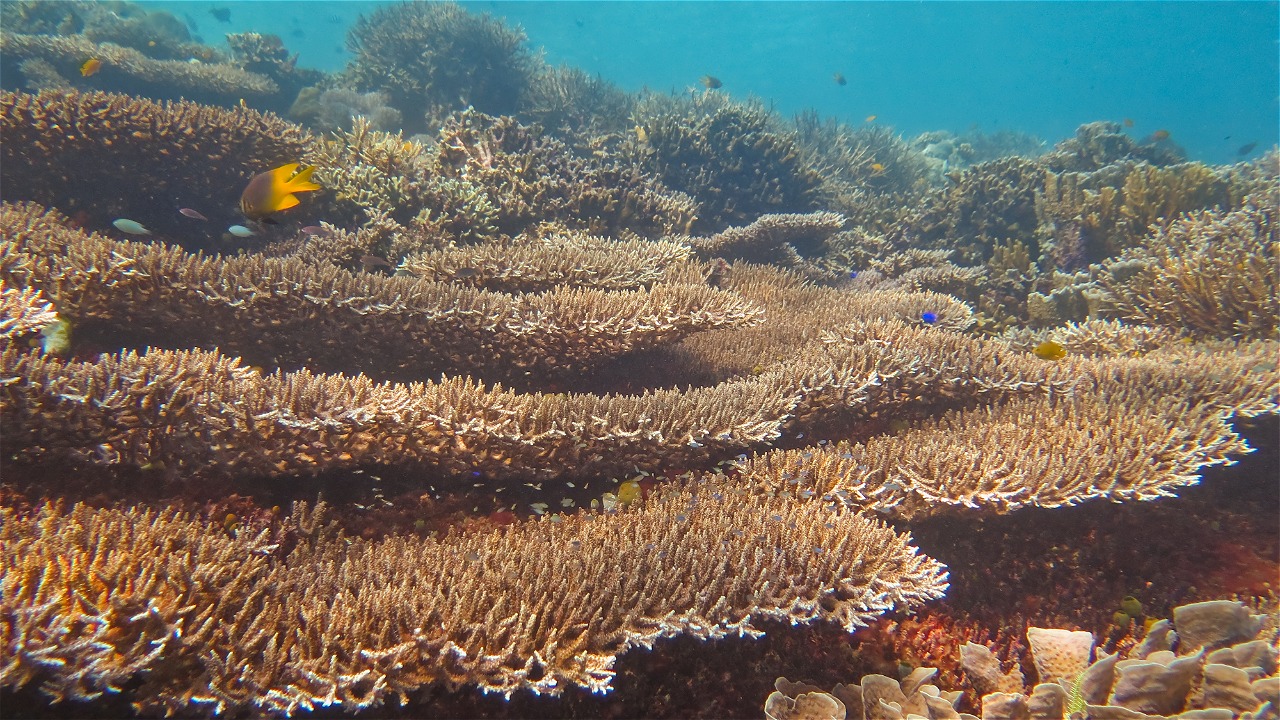 #XPDCSULTRA: Christian Novia Ngesti Handayani