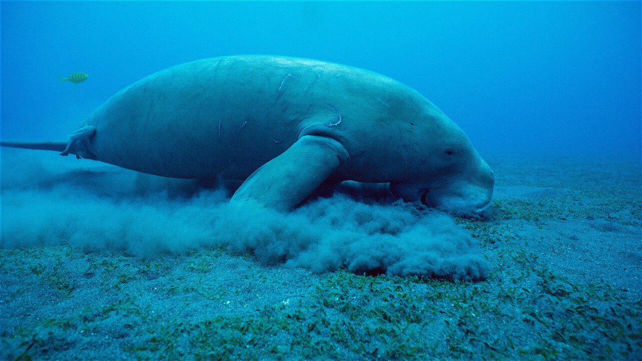 MUNASELI VILLAGE, ALOR TAKES VILLAGE-BASED MANAGEMENT FOR DUGONGS AND ...