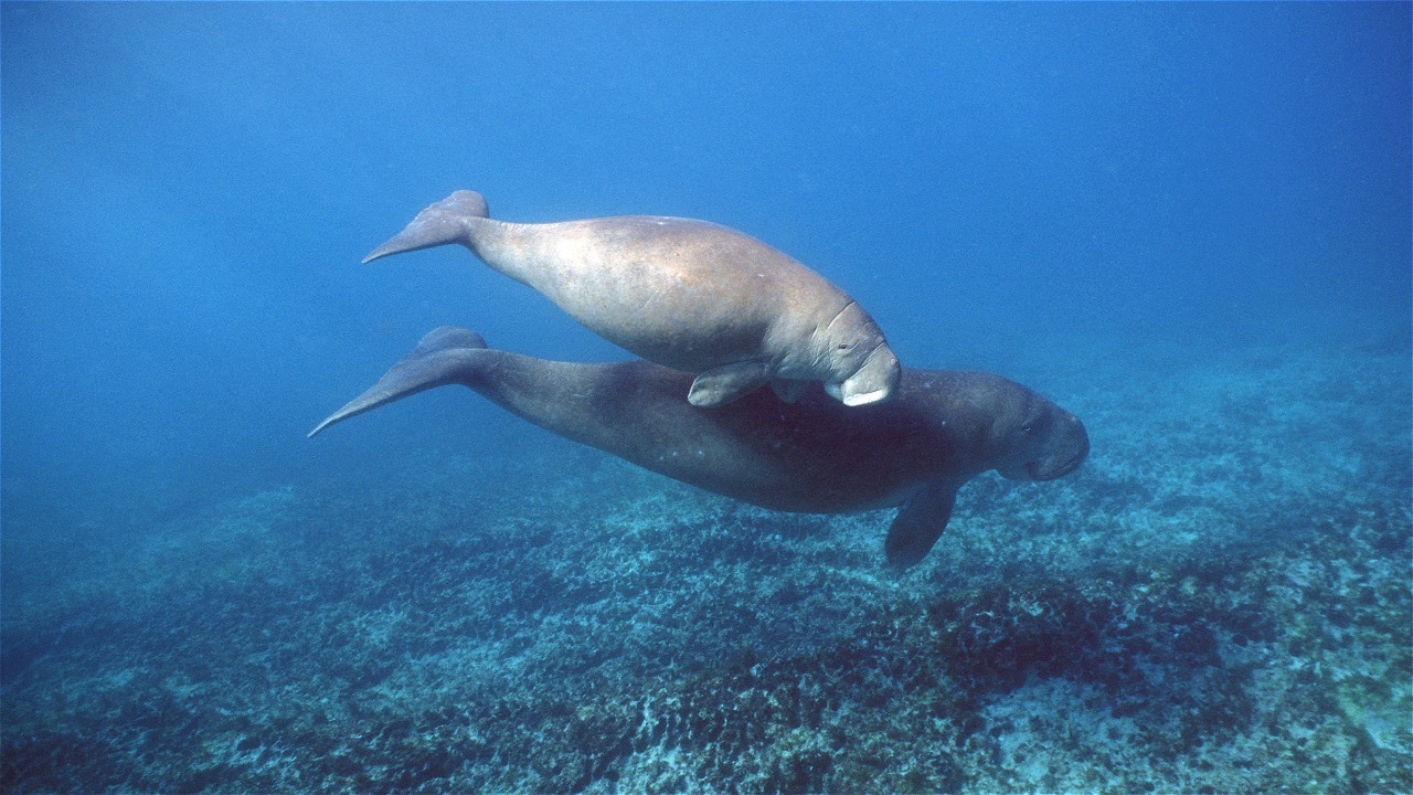 SURVEY OF DUGONGS AND THEIR HABITAT IN ALOR DISTRICT