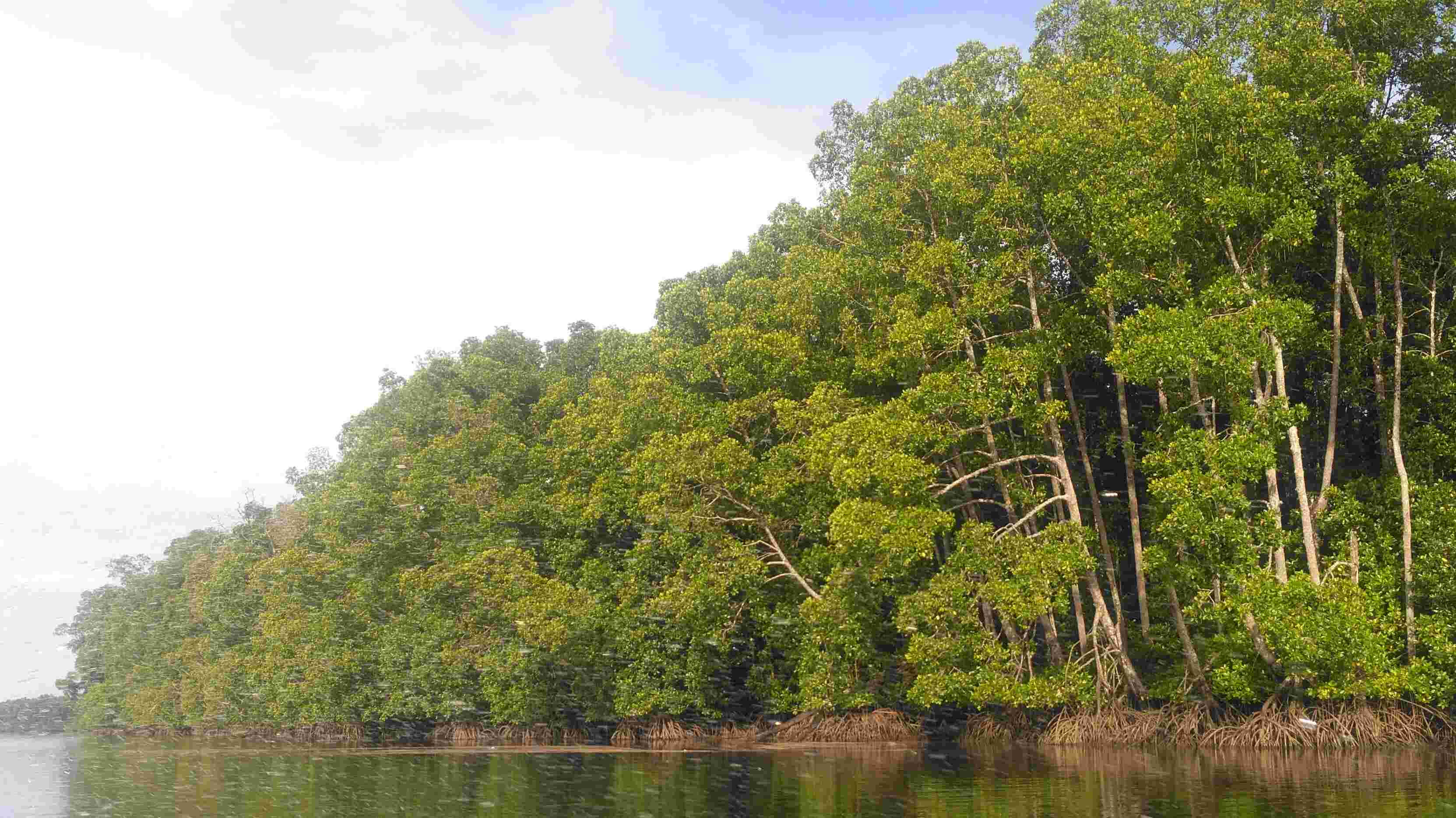 KOLABORASI UNTUK MELINDUNGI HUTAN DAN KEANEKARAGAMAN HAYATI