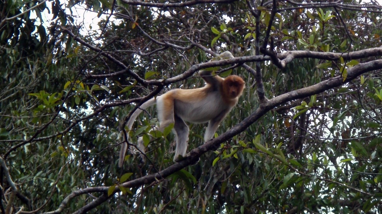 CELEBRATING NATIONAL WILDLIFE LOVE DAY THROUGH GAMEDAY | Global ...