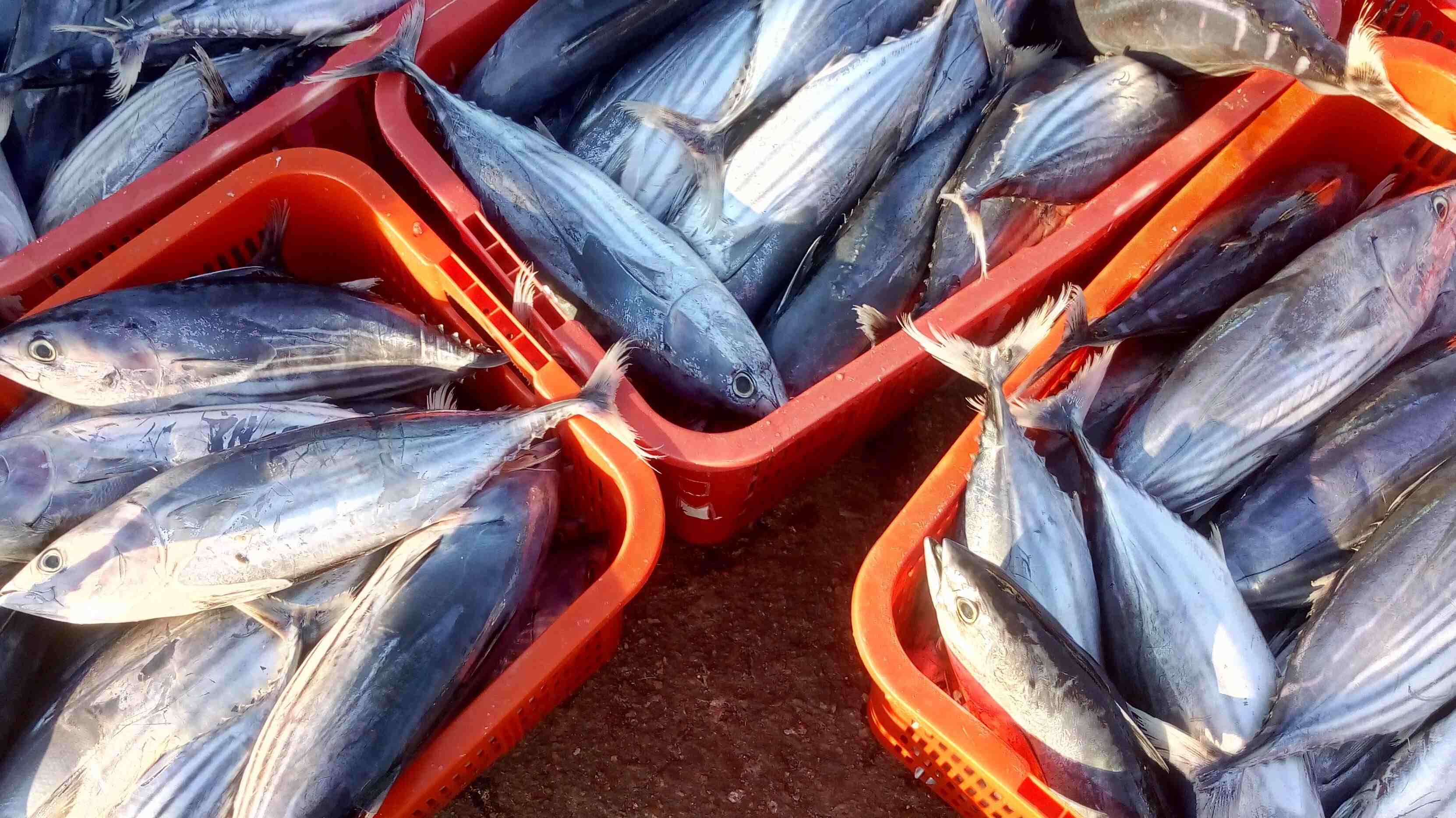 SERAYA MARANNU VILLAGE FISHERMEN SUPPLY ECO-FRIENDLY FISH COMMODITIES ...