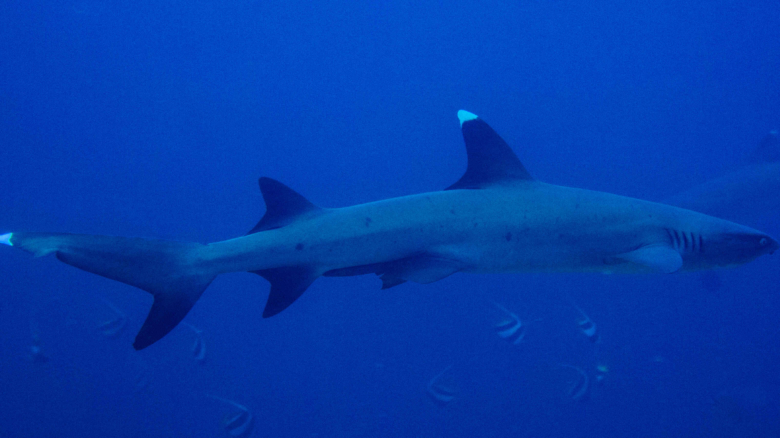 SUP SIRIP HIU: APAKAH BENAR BERMANFAAT?