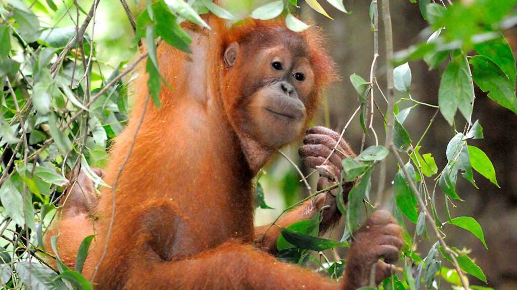 SUMATRAN ORANGUTAN, THE FOREST STEWARDSHIP ANIMAL